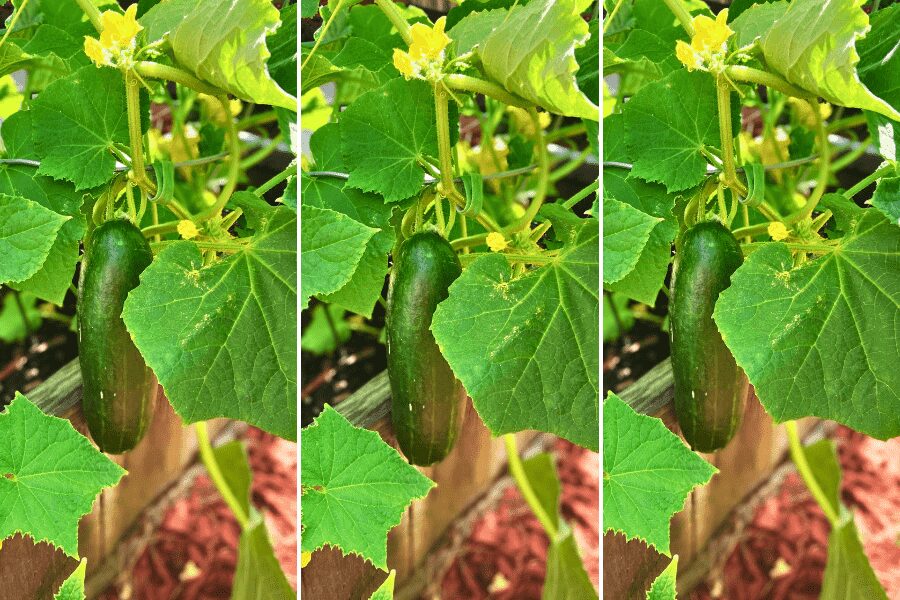 5 Reasons to Love Cucumbers: How Cucumber Health Keeps You Hydrated And ...